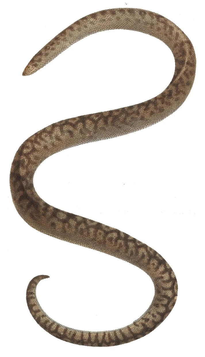 Round Island burrowing boa (SciiFii) | Novum Terram Wiki | Fandom