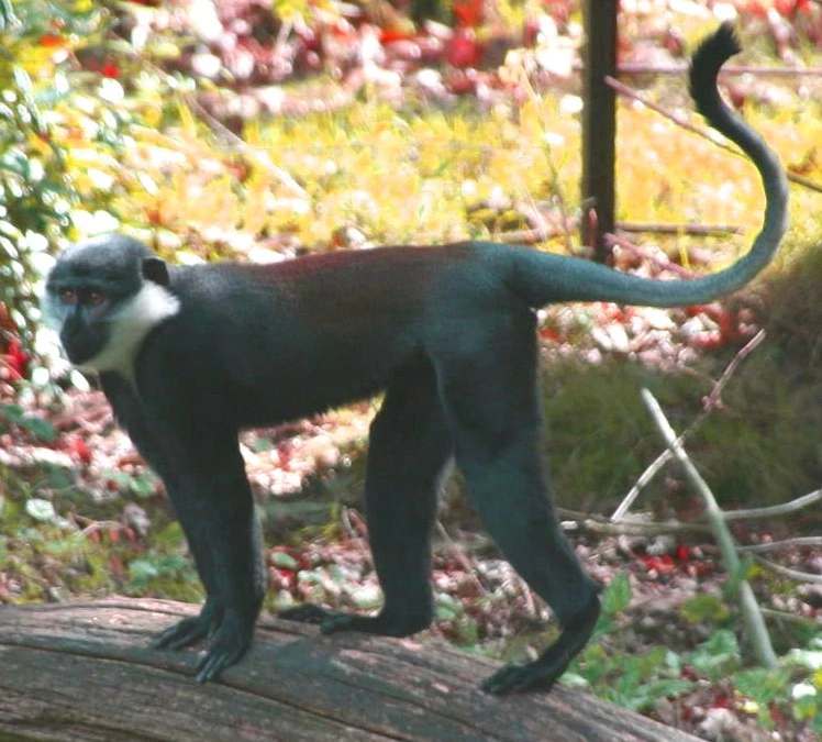 European mountain monkey (SciiFii) | Novum Terram Wiki | Fandom