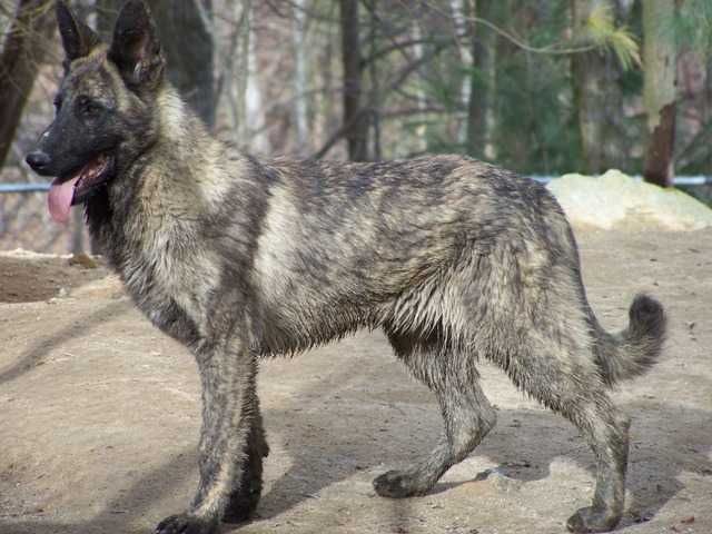 Falkland Shepherd Novum Terram Wiki Fandom