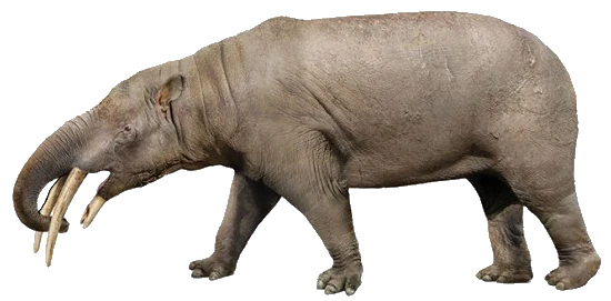 Palaeomastodon To Elephant Evolution