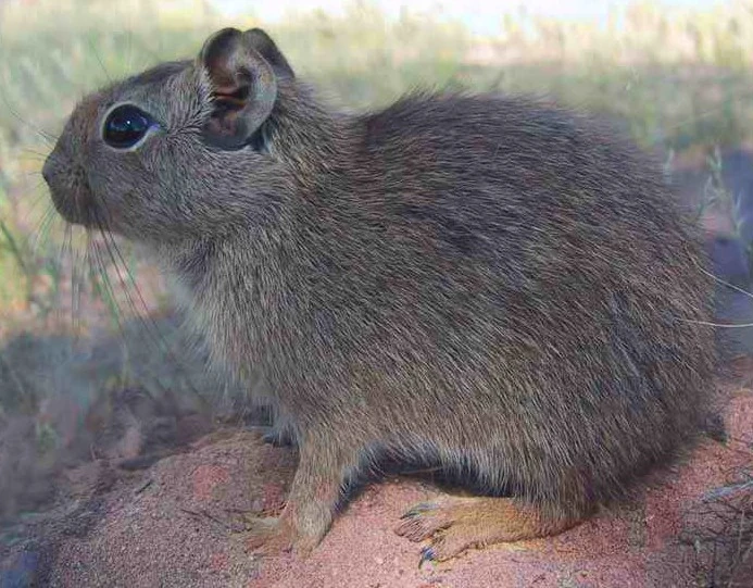 Rocky Mountain cavy (SciiFii) | Novum Terram Wiki | Fandom