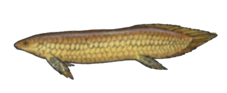 Ceratodus (SciiFii) | Novum Terram Wiki | Fandom