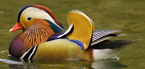 Sequoia duck (SciiFii) | Novum Terram Wiki | Fandom