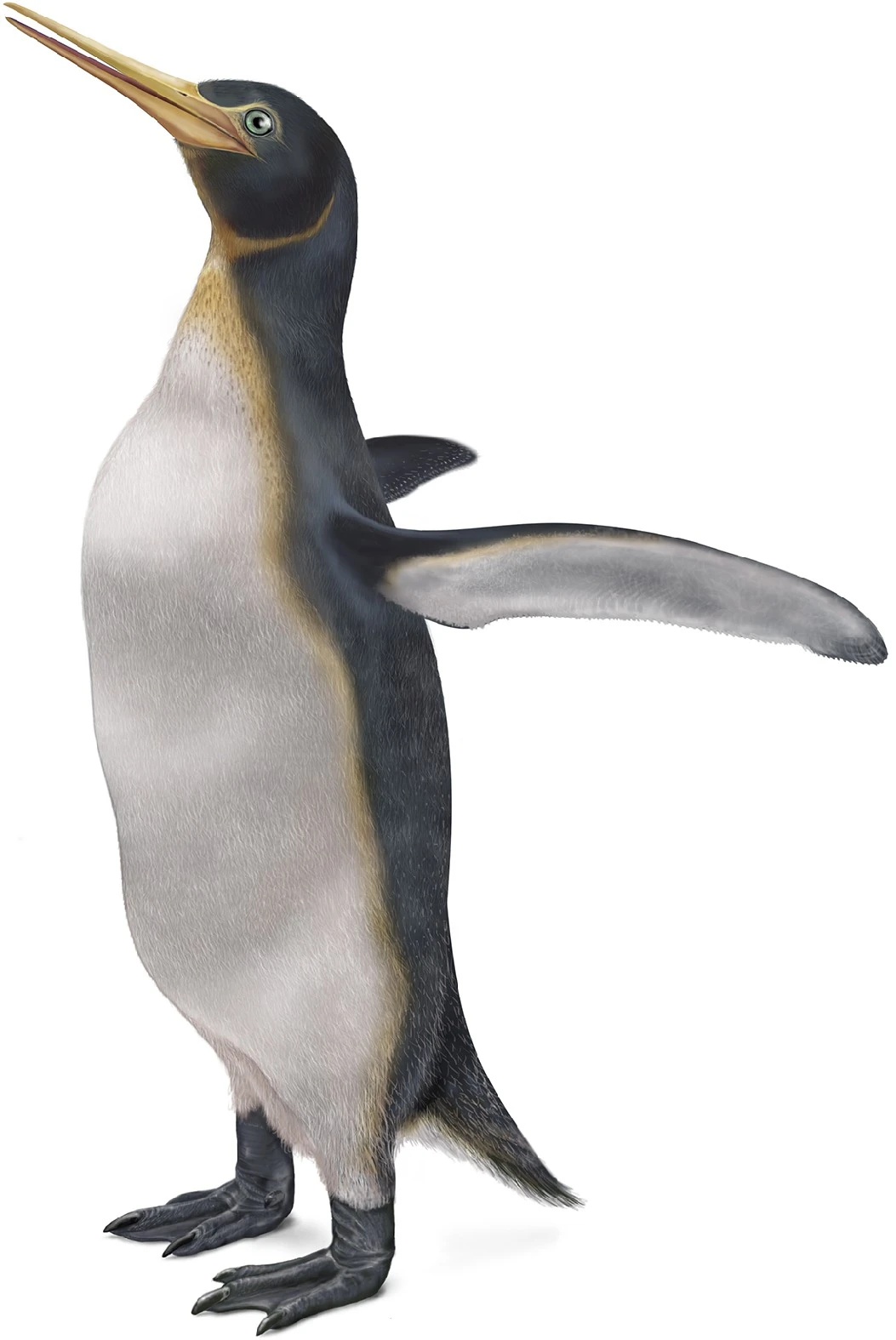 Icadyptes (SciiFii) | Novum Terram Wiki | Fandom