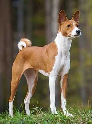 Wild Basenji | Novum Terram Wiki | Fandom