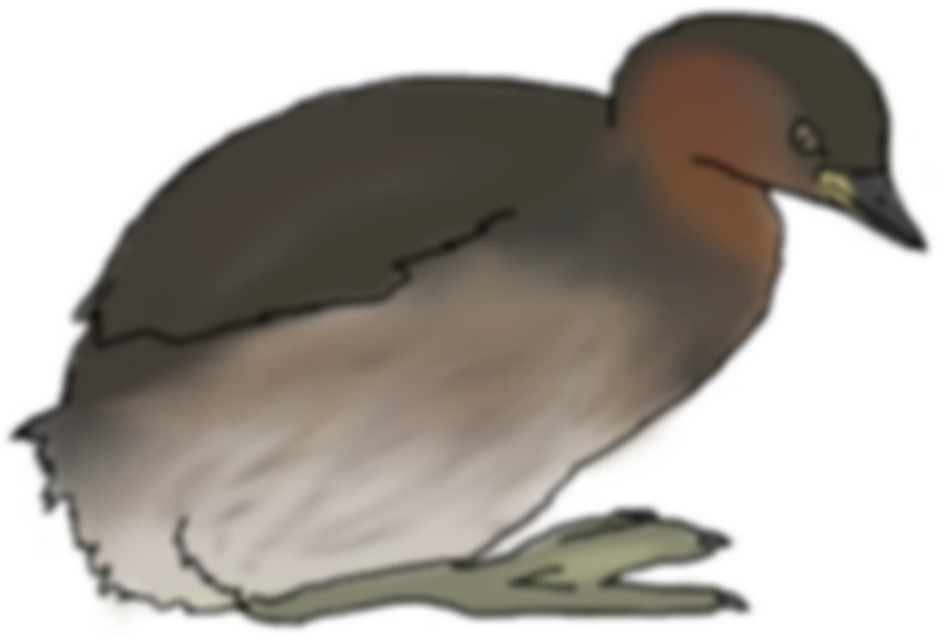 Alaotra grebe (SciiFii) | Novum Terram Wiki | Fandom