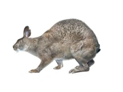 Nuralagus rex (SciiFii) | Novum Terram Wiki | Fandom