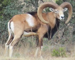 Scrub sheep (SciiFii) | Novum Terram Wiki | Fandom