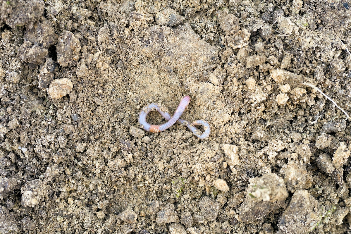Blue Arabian earthworm | Novum Terram Wiki | Fandom