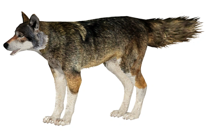 Domestic red wolf (Project Apex) | Novum Terram Wiki | Fandom