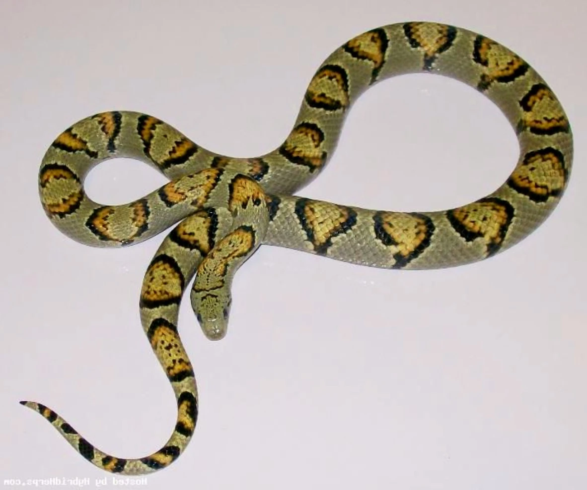 Snake Eats Snake