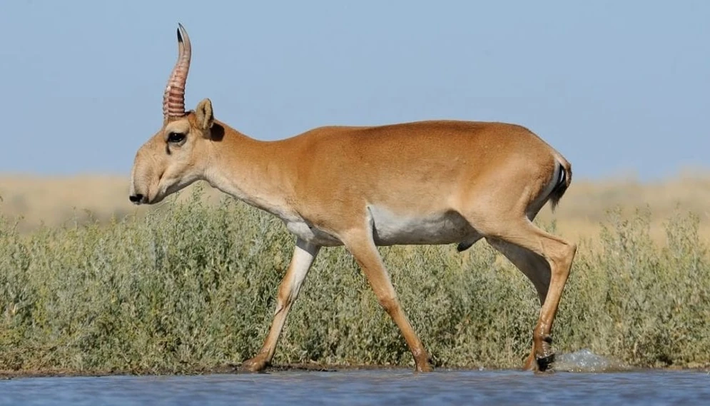 Chinese saiga antelope (SciiFii) | Novum Terram Wiki | Fandom