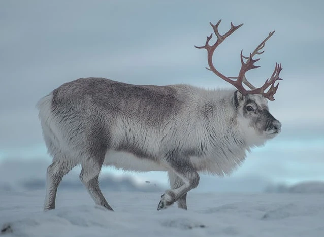 Alpine Tundra Caribou