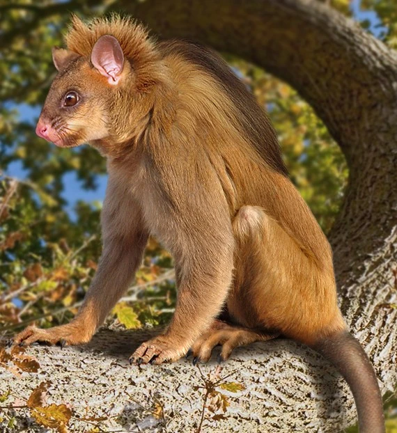 Rat-monkey (SciiFii) | Novum Terram Wiki | Fandom