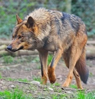 Albion gray wolf (SciiFii) | Novum Terram Wiki | Fandom