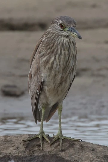 Réunion night heron (SciiFii) | Novum Terram Wiki | Fandom