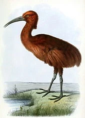 Red rail (SciiFii) | Novum Terram Wiki | Fandom