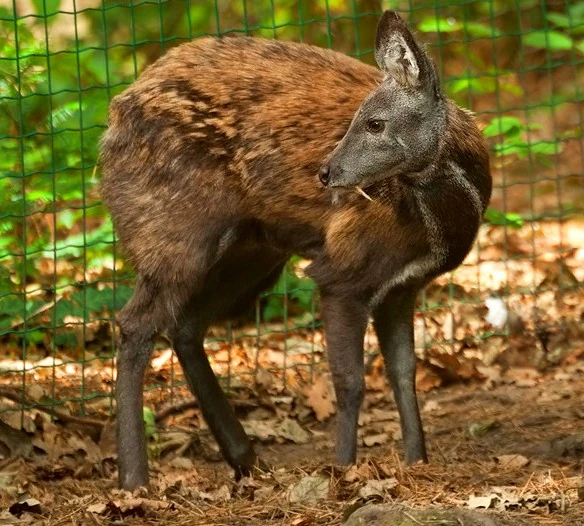 Male Musk Deer