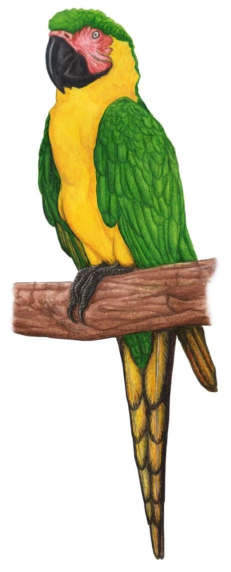 Dominican green-and-yellow macaw (SciiFii) | Novum Terram Wiki | Fandom