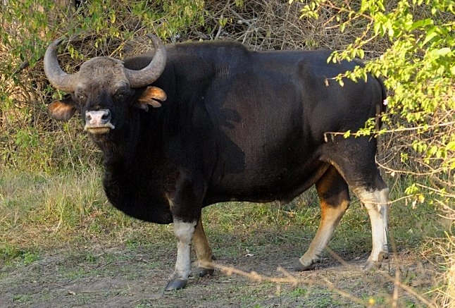 African gaur (SciiFii) | Novum Terram Wiki | Fandom