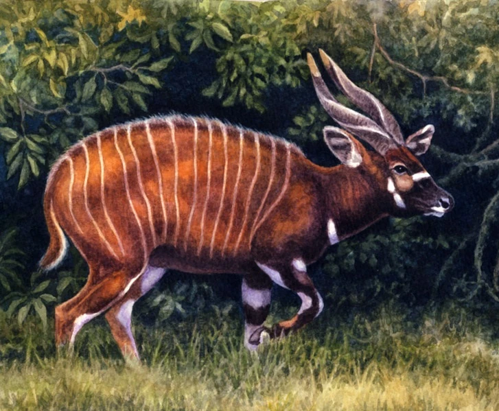 Florida bongo (SciiFii) | Novum Terram Wiki | Fandom