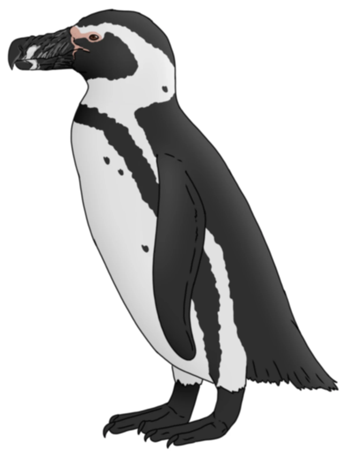 New Zealand banded penguin (SciiFii) | Novum Terram Wiki | Fandom