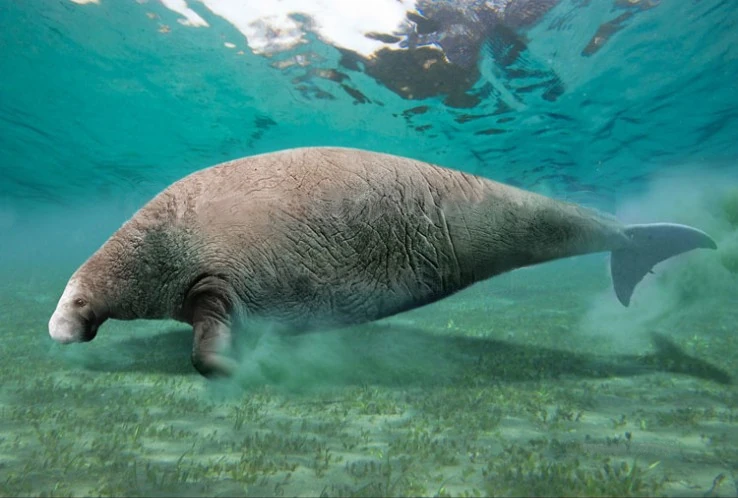 Steller's sea cow (SciiFii) | Novum Terram Wiki | Fandom