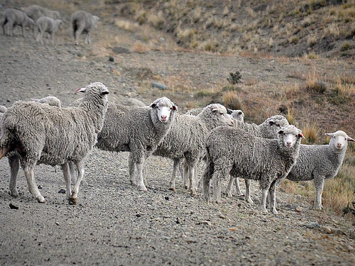 Channel Island sheep (SciiFii) | Novum Terram Wiki | Fandom