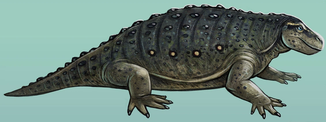 Diadectes (SciiFii) | Novum Terram Wiki | Fandom