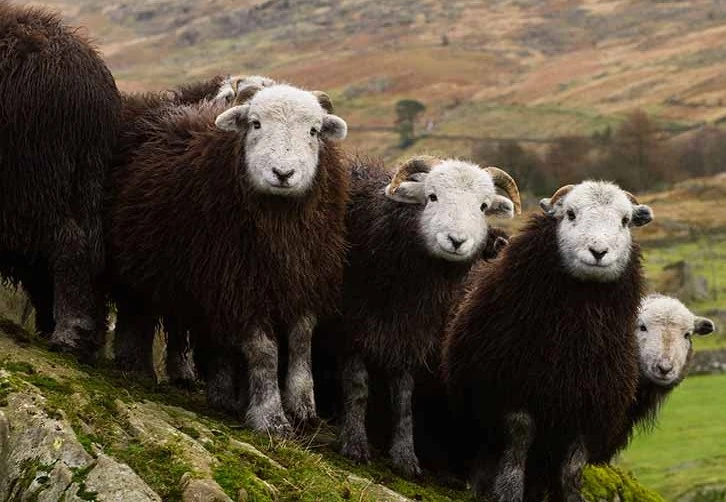 European wild sheep (SciiFii) | Novum Terram Wiki | Fandom