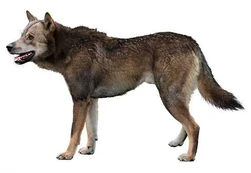 Paleolithic Dog (SciiFii) | Novum Terram Wiki | Fandom