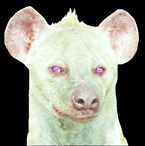 Polar Hyena | Novum Terram Wiki | Fandom