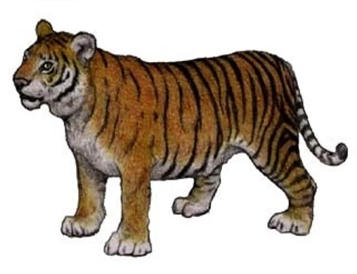 Javan tiger (Planet X933) | Novum Terram Wiki | Fandom
