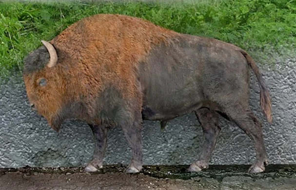 Imperial bison (SciiFii) | Novum Terram Wiki | Fandom