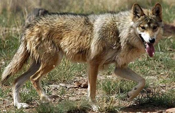 Hydra Island | Novum Terram Wiki | Fandom