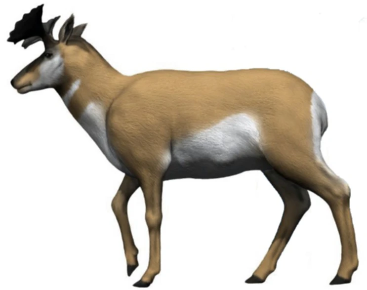 Merriamoceros (SciiFii) | Novum Terram Wiki | Fandom