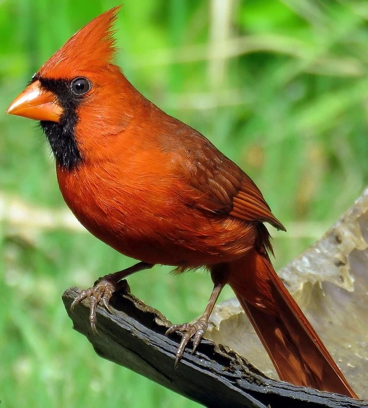 Western cardinal (SciiFii) | Novum Terram Wiki | Fandom