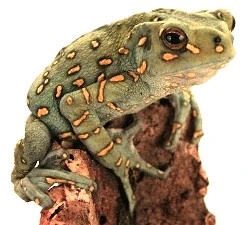 American yellow-spotted climbing toad (SciiFii) | Novum Terram Wiki ...