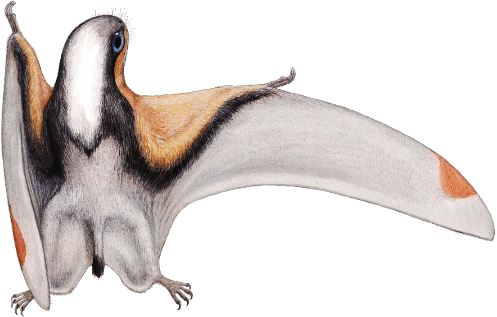 Domestic anurognathid (SciiFii) | Novum Terram Wiki | Fandom