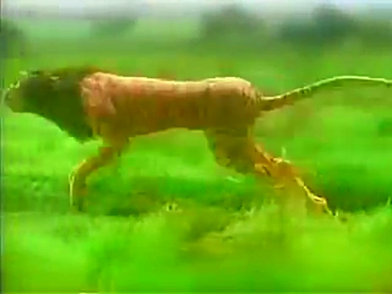 Horrane | Novum Terram Wiki | Fandom