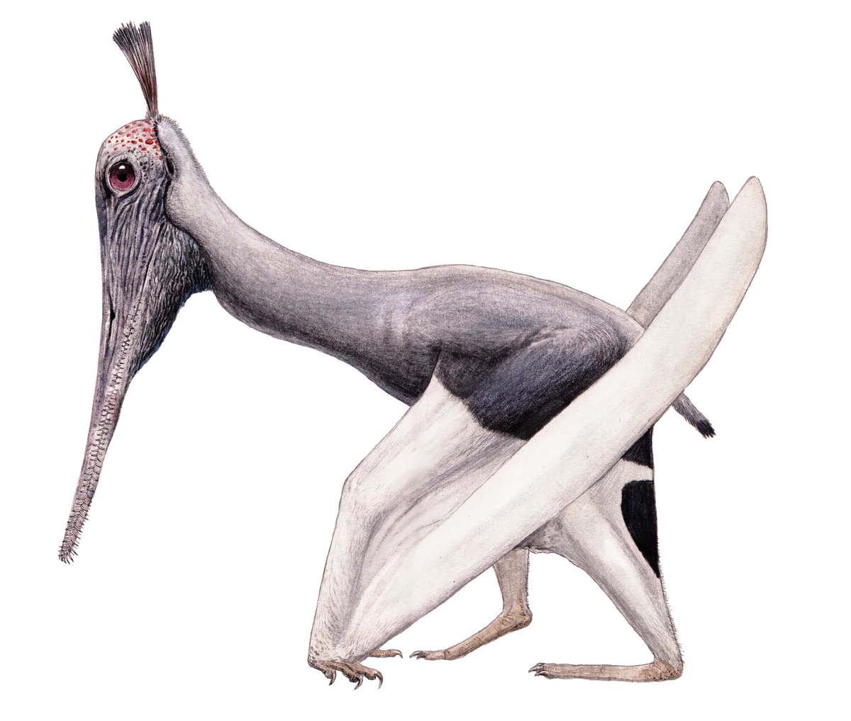 Liaodactylus (SciiFii) | Novum Terram Wiki | Fandom