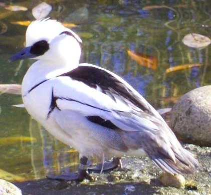 Zebra duck (SciiFii) | Novum Terram Wiki | Fandom