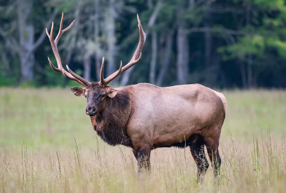 Eastern Elk | Novum Terram Wiki | Fandom