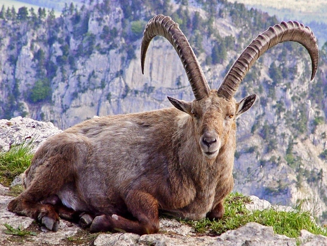 Canadian ibex (SciiFii) | Novum Terram Wiki | Fandom