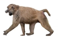 Theropithecus oswaldi (SciiFii) | Novum Terram Wiki | Fandom