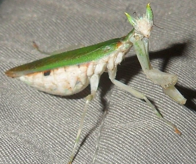 White-bellied flower mantis (SciiFii) | Novum Terram Wiki | Fandom