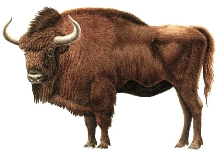 Caucasian wisent (Project Apex) | Novum Terram Wiki | Fandom