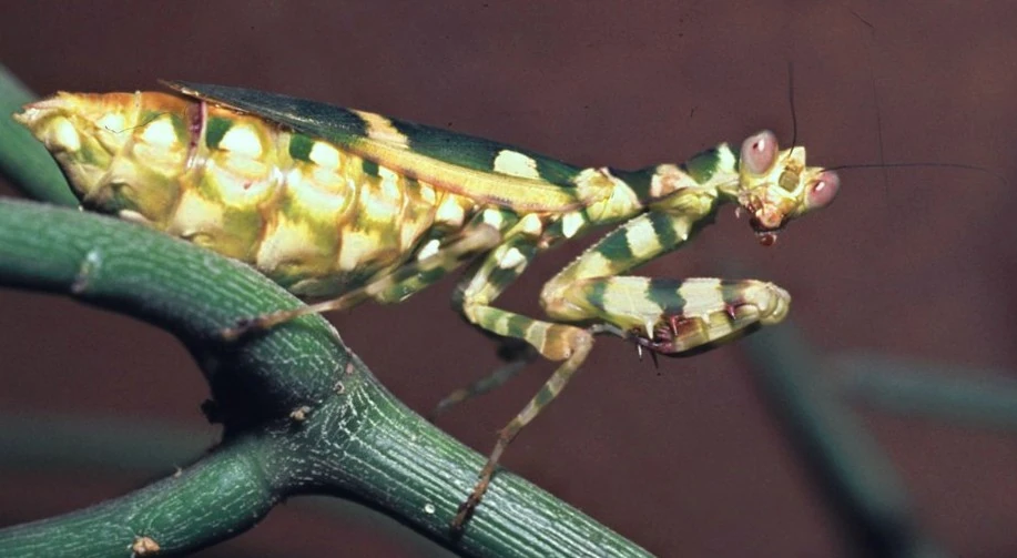 American banded flower mantis (SciiFii) | Novum Terram Wiki | Fandom