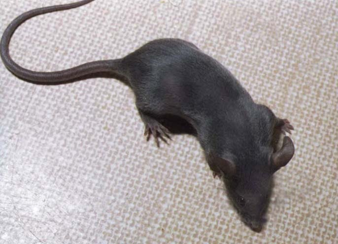Iridescent Rat Novum Terram Wiki Fandom