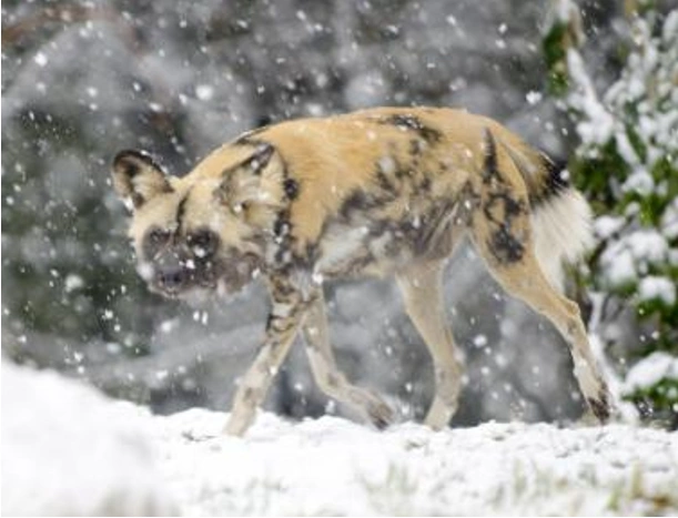 Eurasian wild dog (SciiFii) | Novum Terram Wiki | Fandom